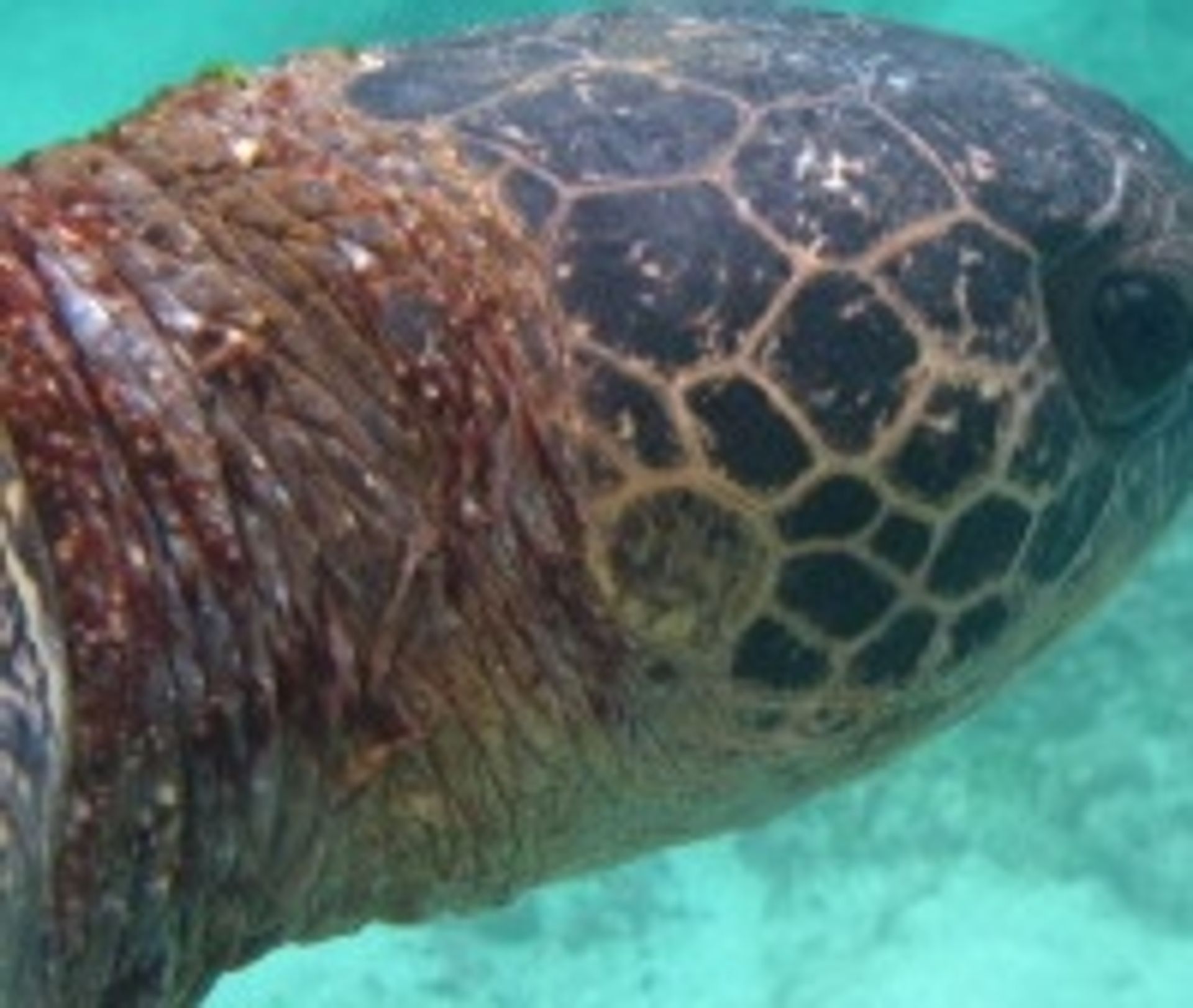 ConserVision Sea Turtles | SAS